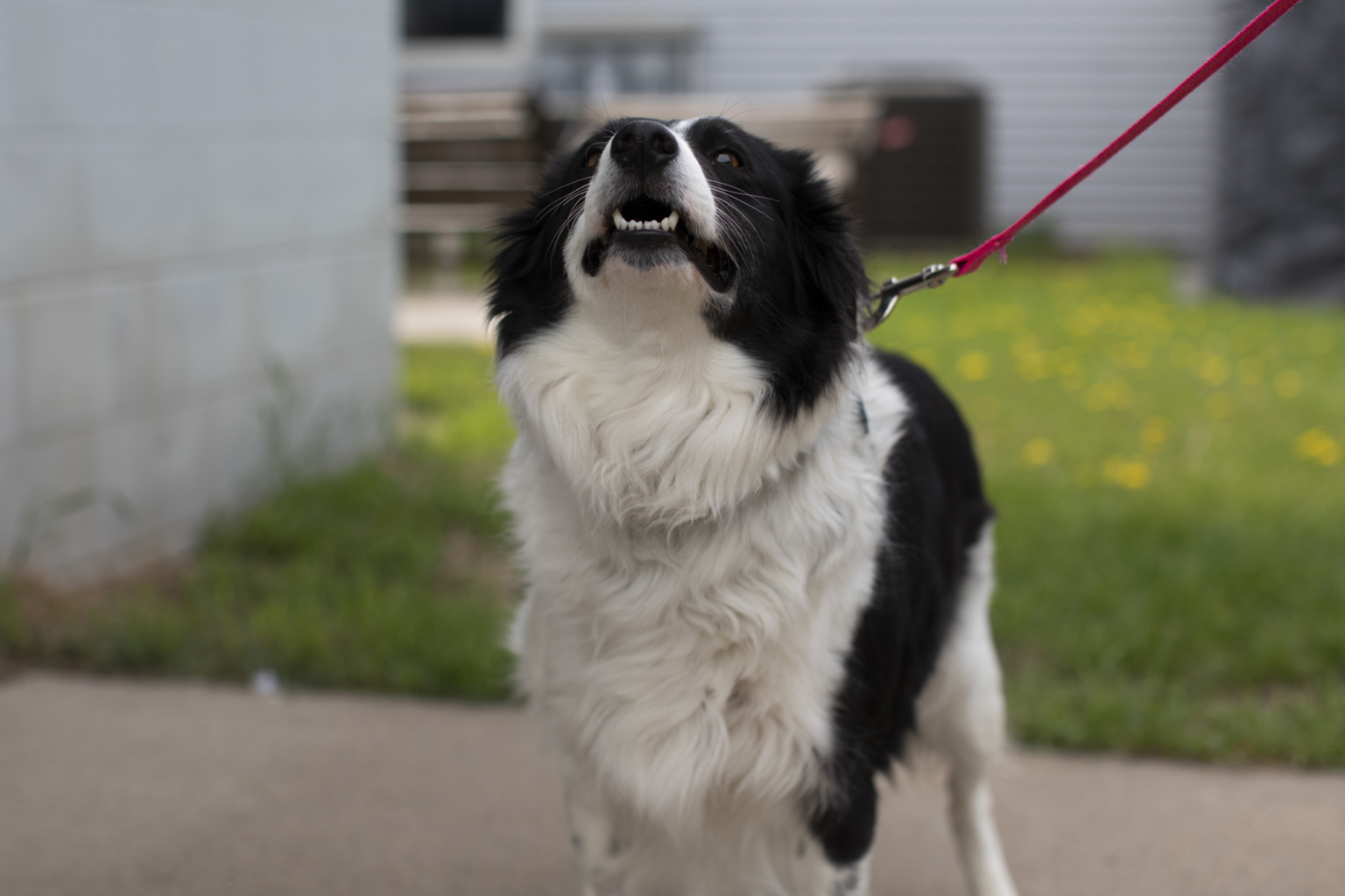 Services - Eau Claire Community Humane Association