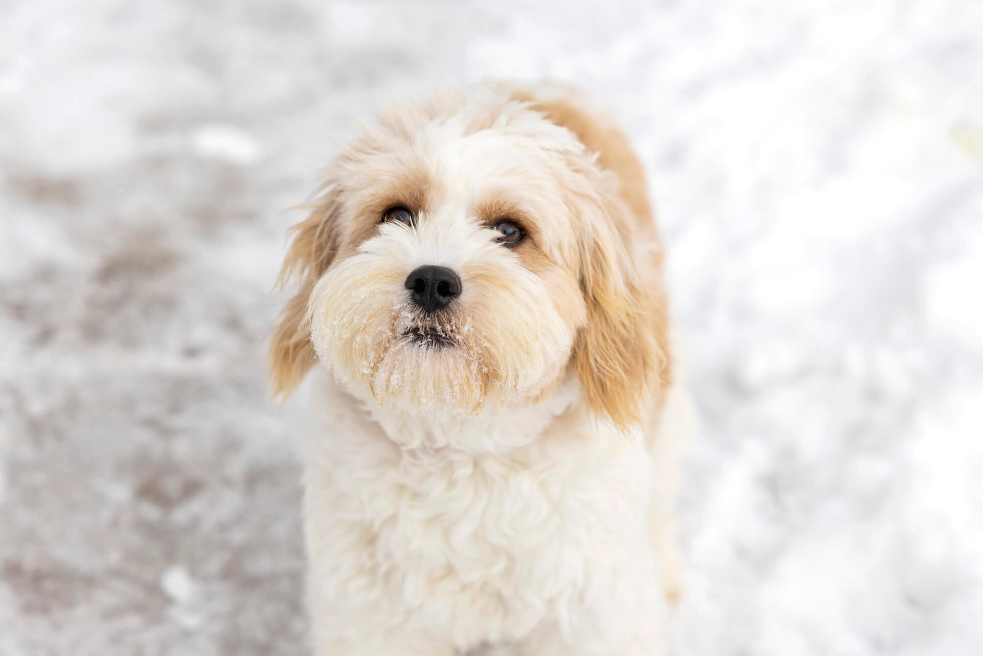 Adopt a dog - Eau Claire County Humane Association